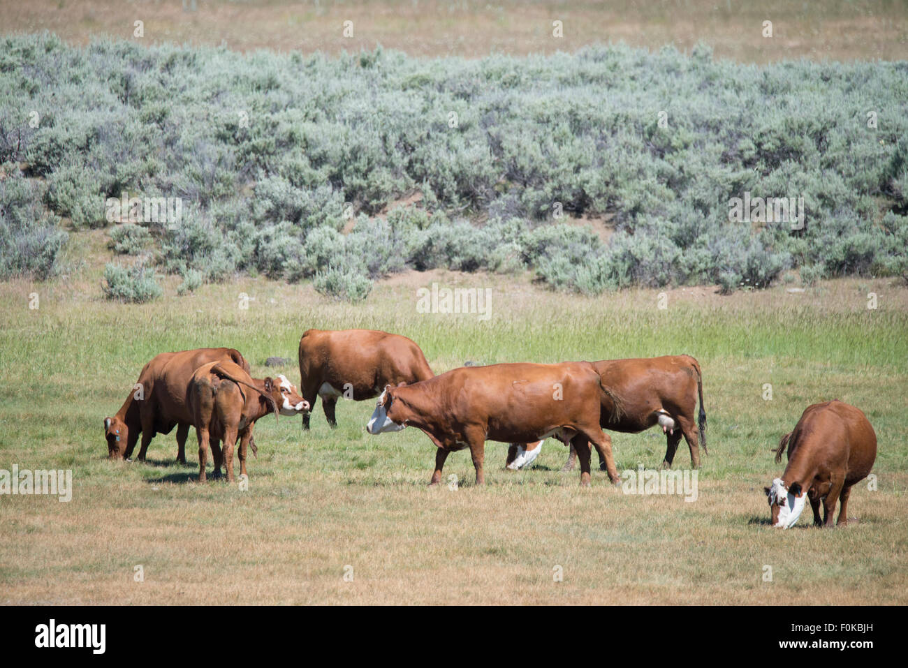 Agriculture, Cattle grazing in the Camas-Fairfield area, Idaho Stock ...