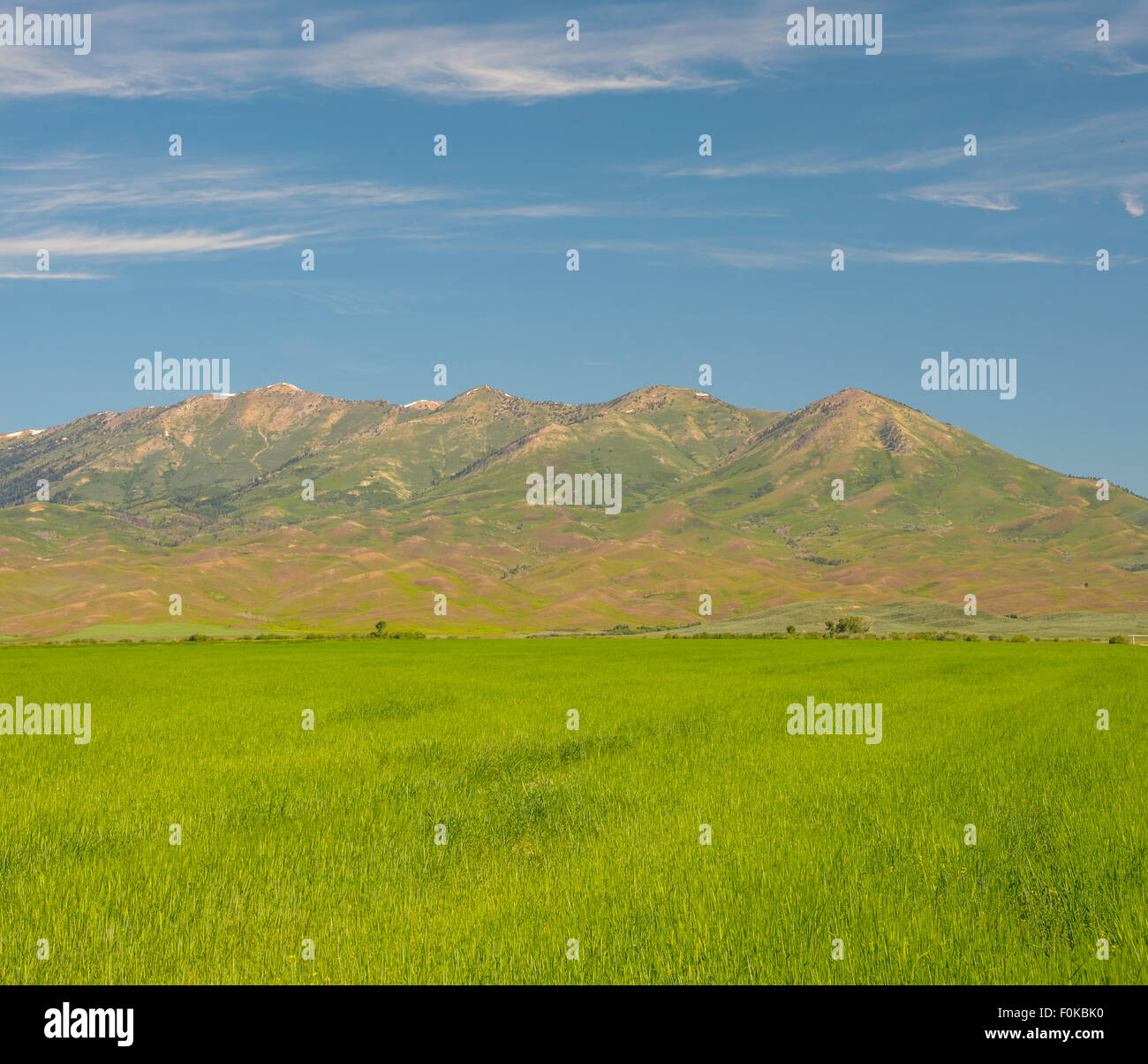 Agriculture, Green wheat fields with background of Soldier Mountains ...