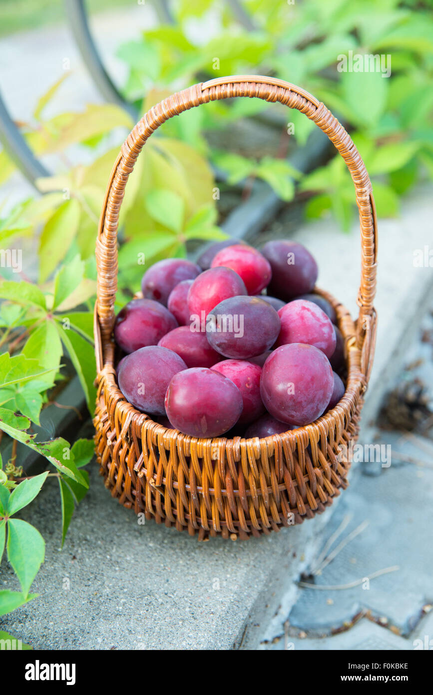 Plums in the basket: harvest at the end of summer Stock Photo - Alamy