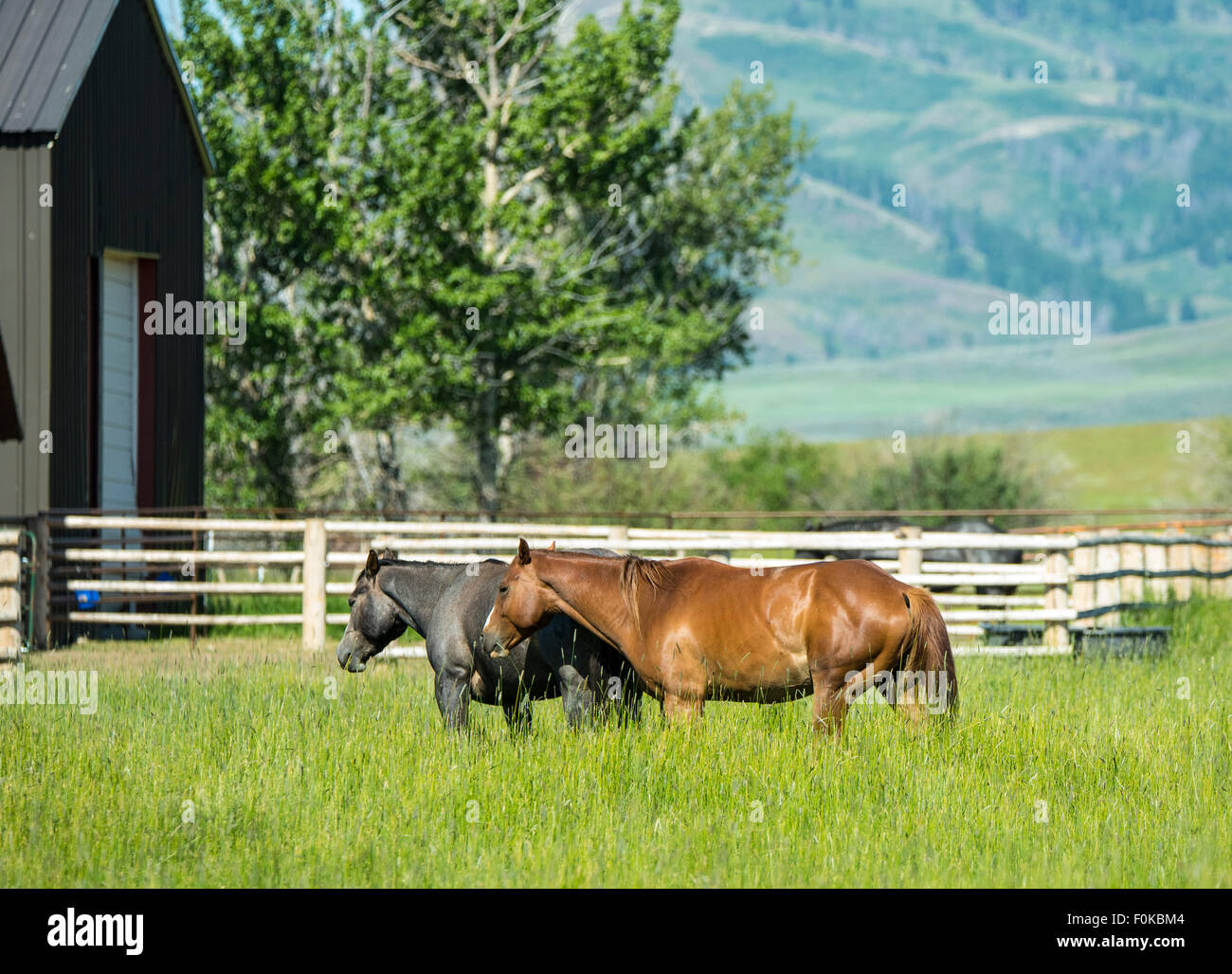 Hot Spring Ranch,Red Barn and Horses Grazing near Soldier Mountains ...