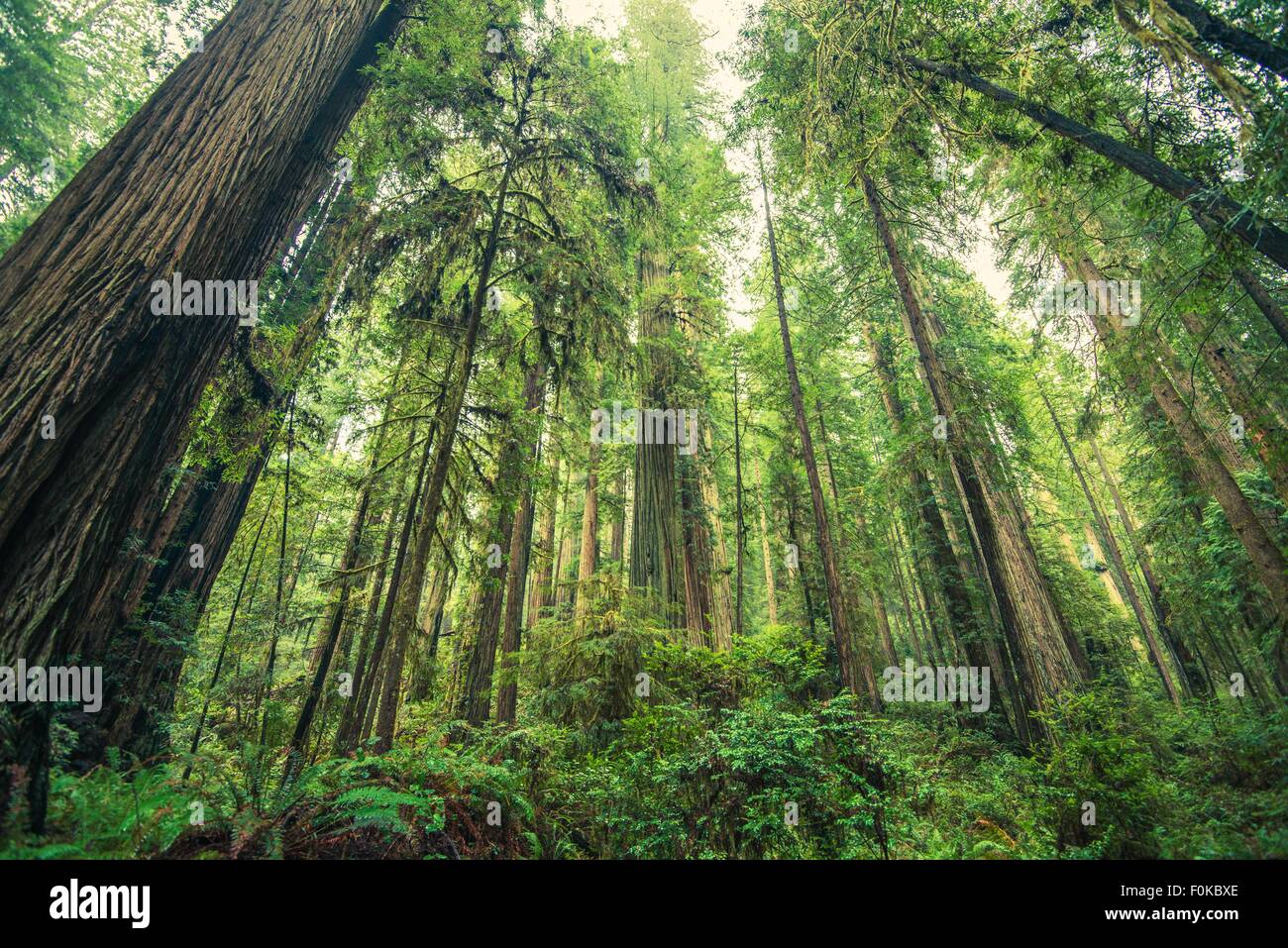 Giant Redwoods Forest, Northern California, United States. Forest ...