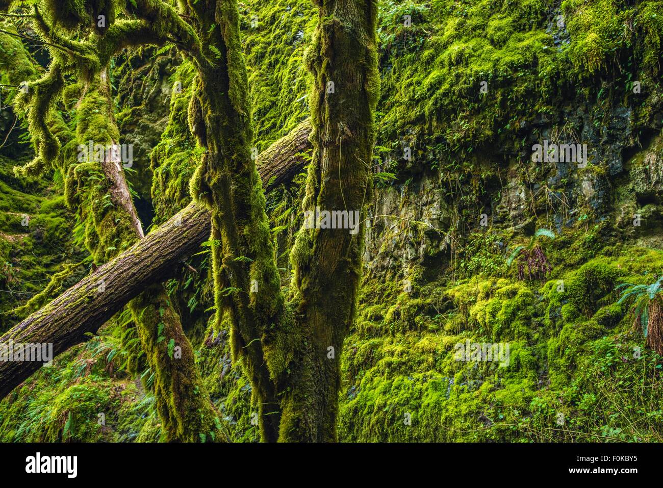 Mossy Oregon Forest. Columbia River Gorge Area. Mossy Nature Stock ...