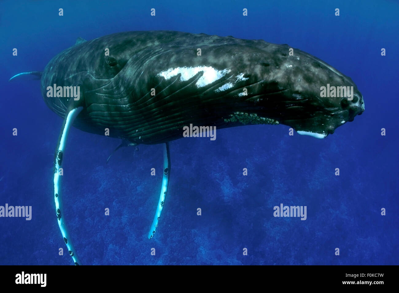 Blue whale underwater hi-res stock photography and images - Alamy
