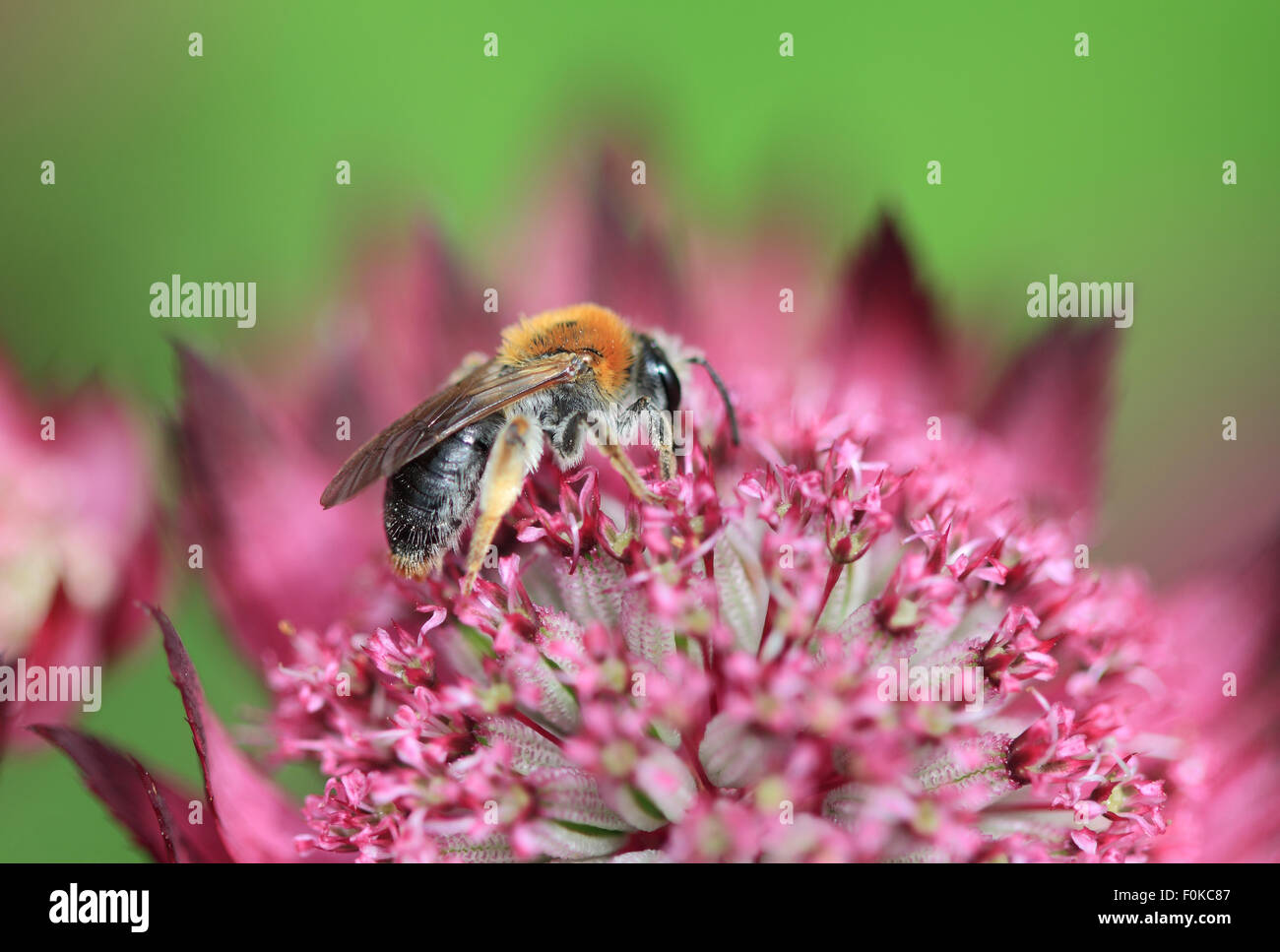 Scottish bumblebee hi-res stock photography and images - Alamy