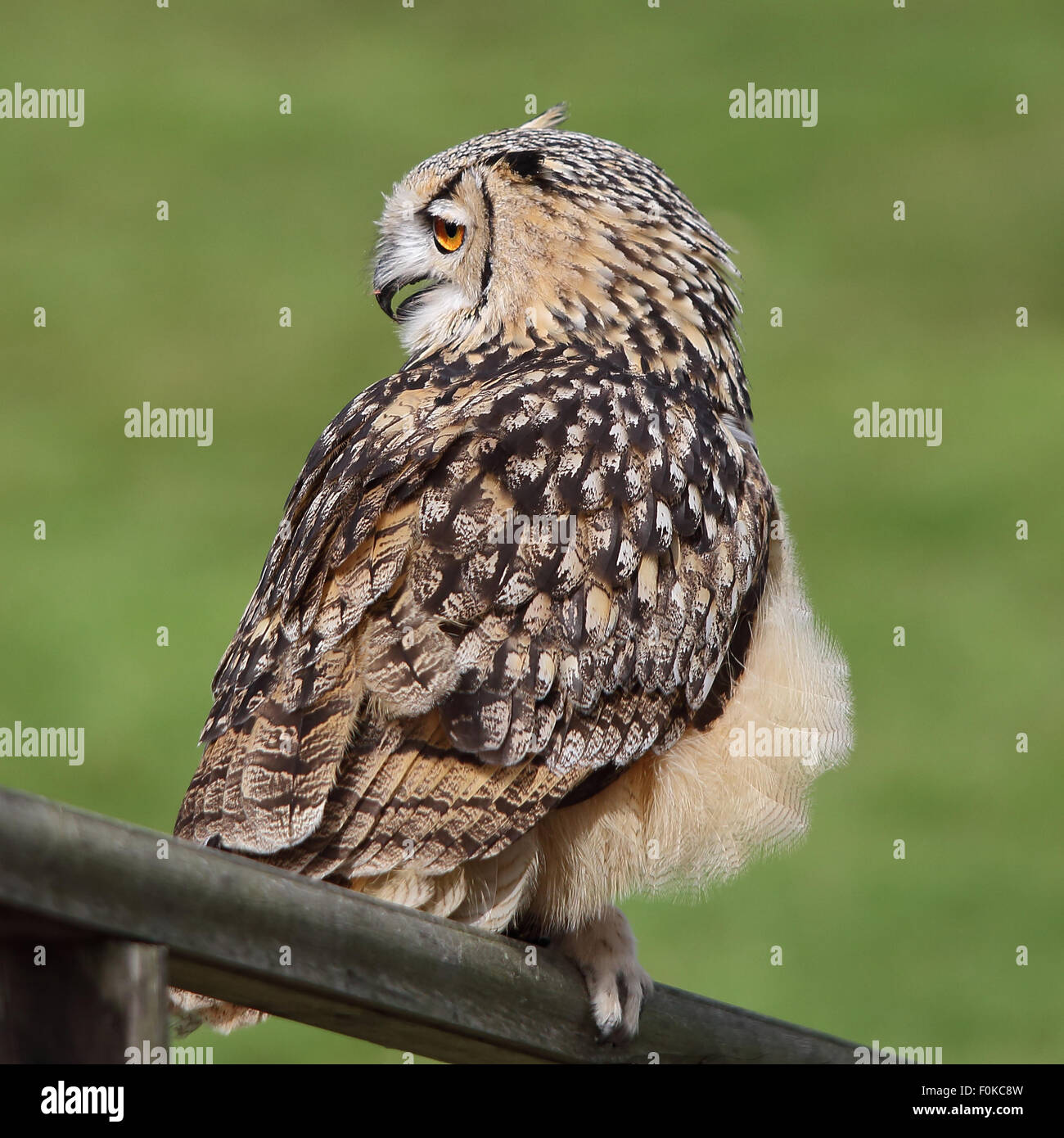 A beautiful Bengal Eagle Owl, also known as Indian Eagle Owl perched turning its head around ...
