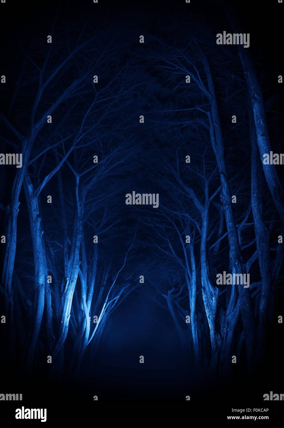 Spooky Old Trees Park Alley at Night in Dark Blue Color Grading Stock ...