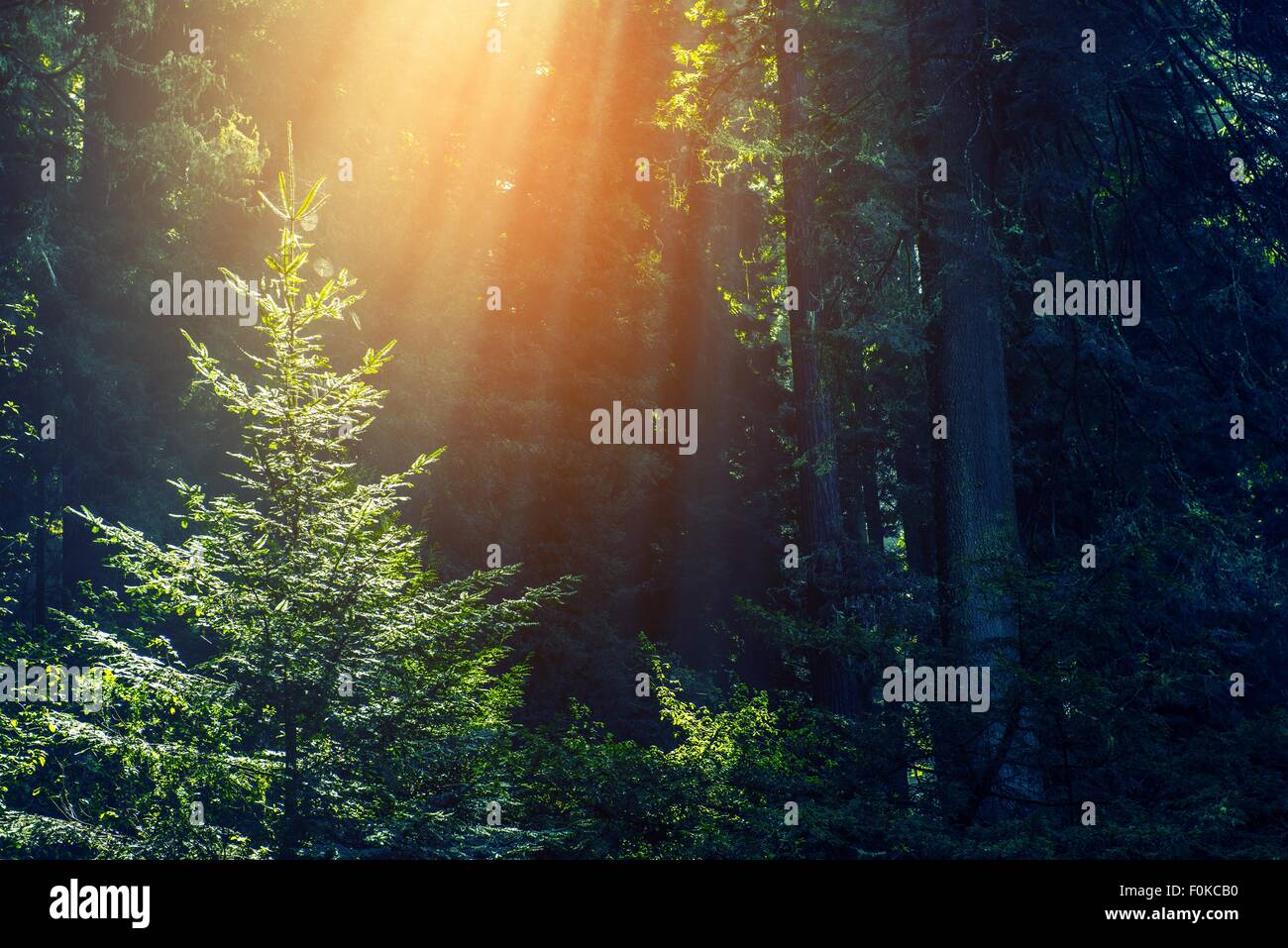 Light ray rays hi-res stock photography and images - Alamy