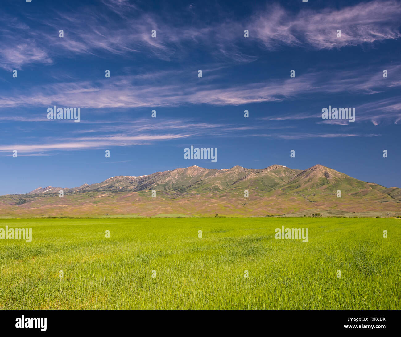 Agriculture, Wheat fields with background of Soldier Mountains. Camas ...