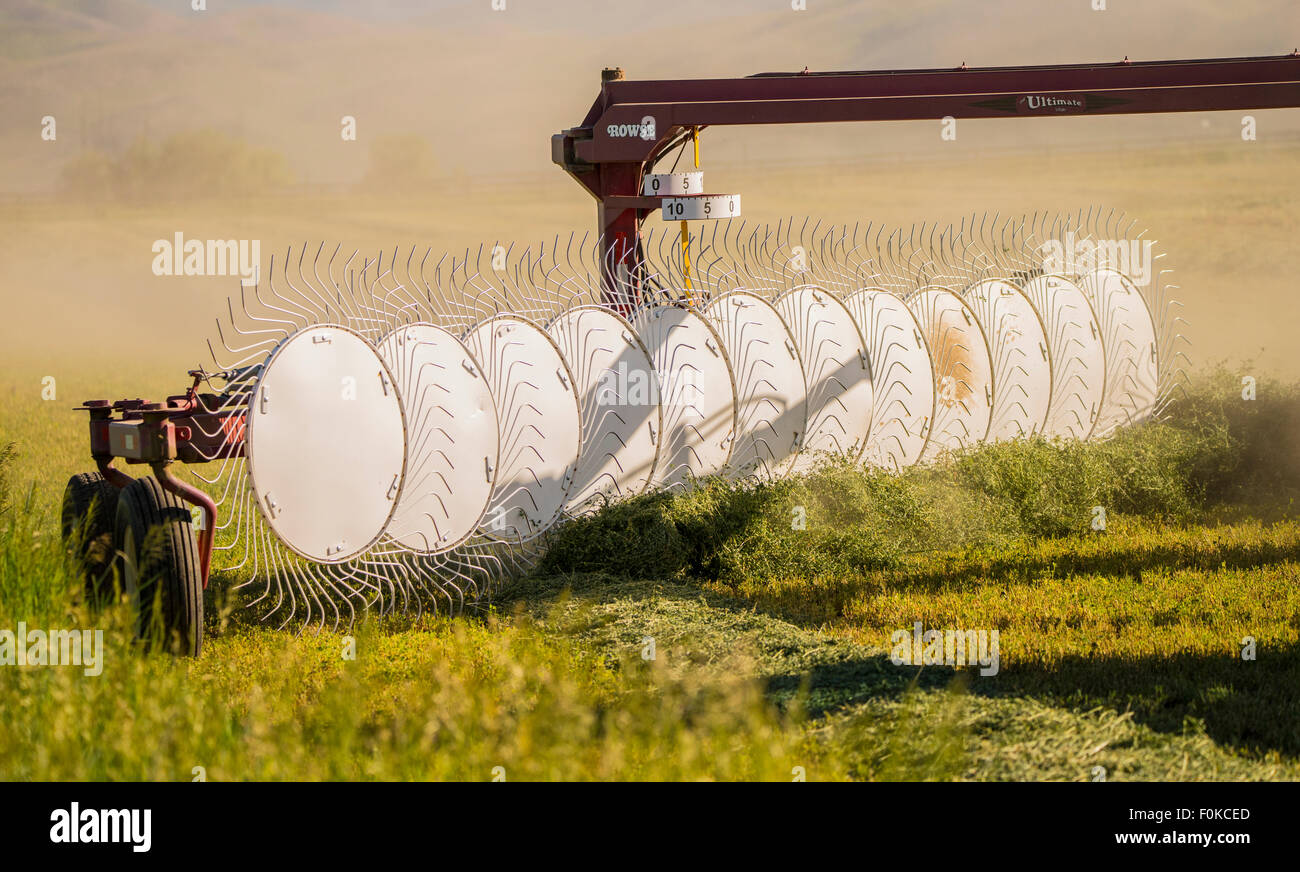 Agriculture, Farming, Farmer driving a hay rake during Harvest. Camas ...