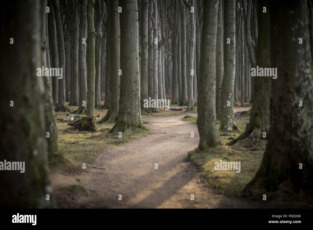 Germany, Nienhagen, forest track at Gespensterwald Stock Photo - Alamy