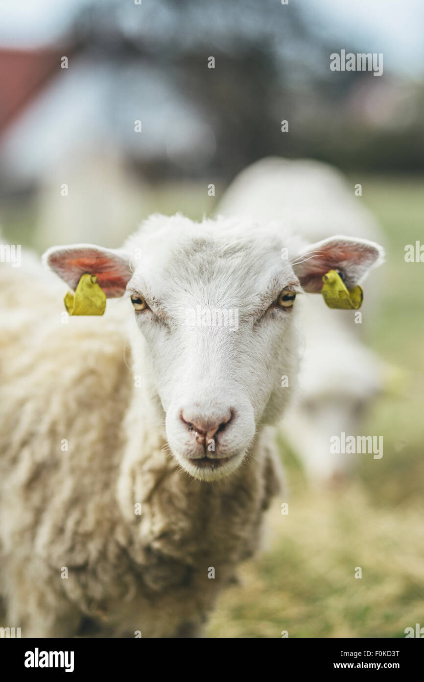 Sheep ear marking hi-res stock photography and images - Alamy