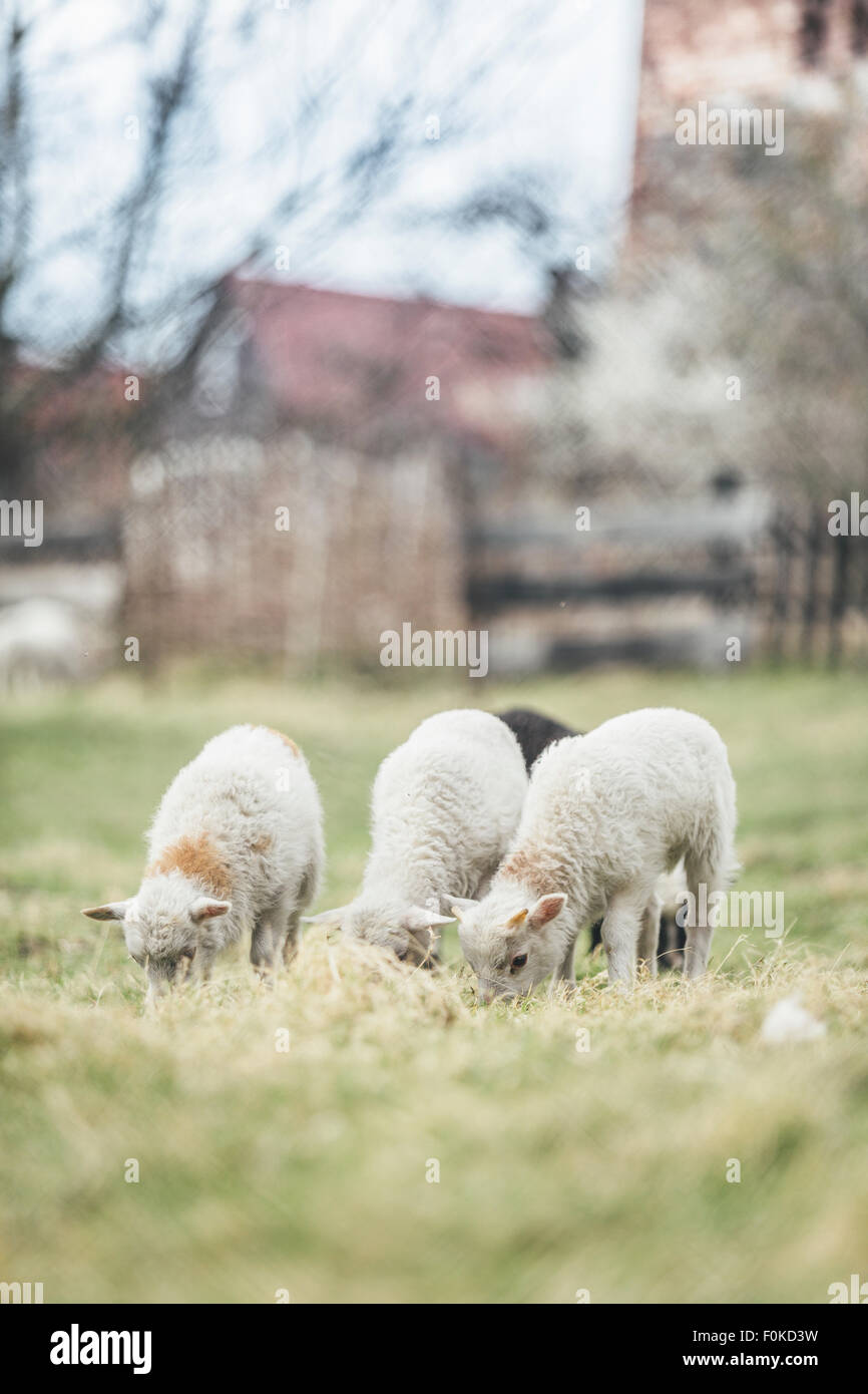 Three grazing lambs Stock Photo - Alamy