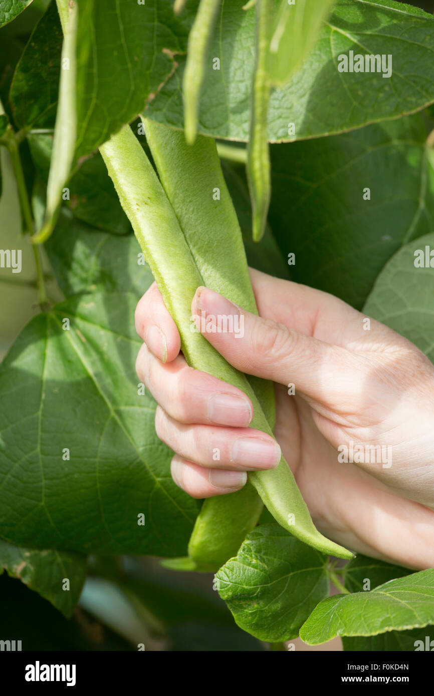 Female picking Runner Beans from an allotment, England, UK Stock Photo ...