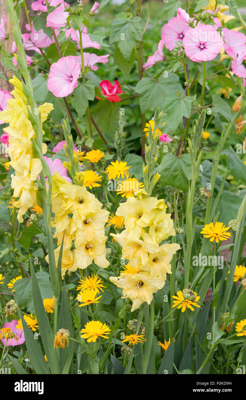 Yellow Gladioli's "Gladiolus"growing in a colourful flower border Stock ...