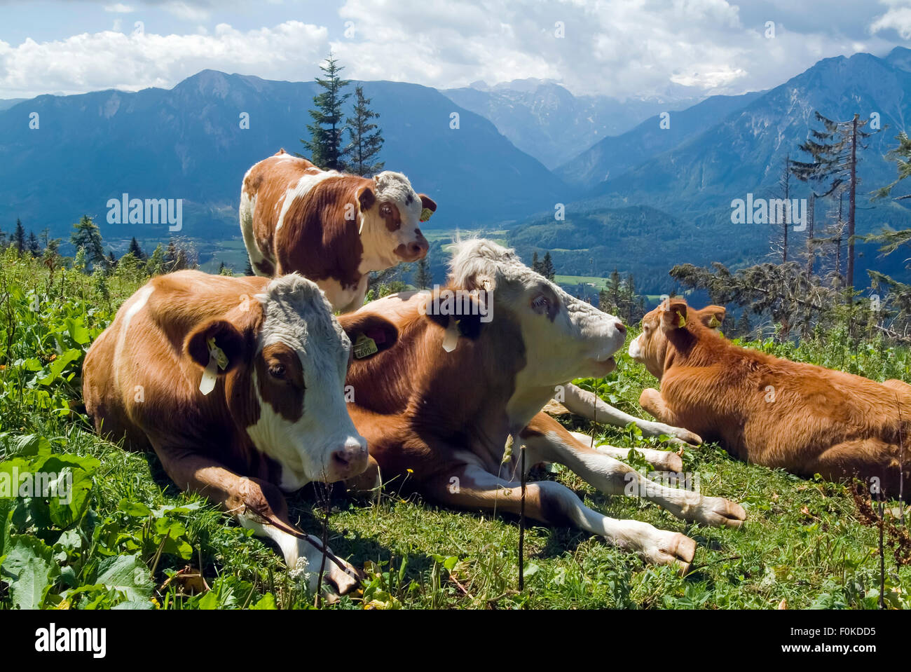Cows in the Alps Austria Europe Stock Photo - Alamy