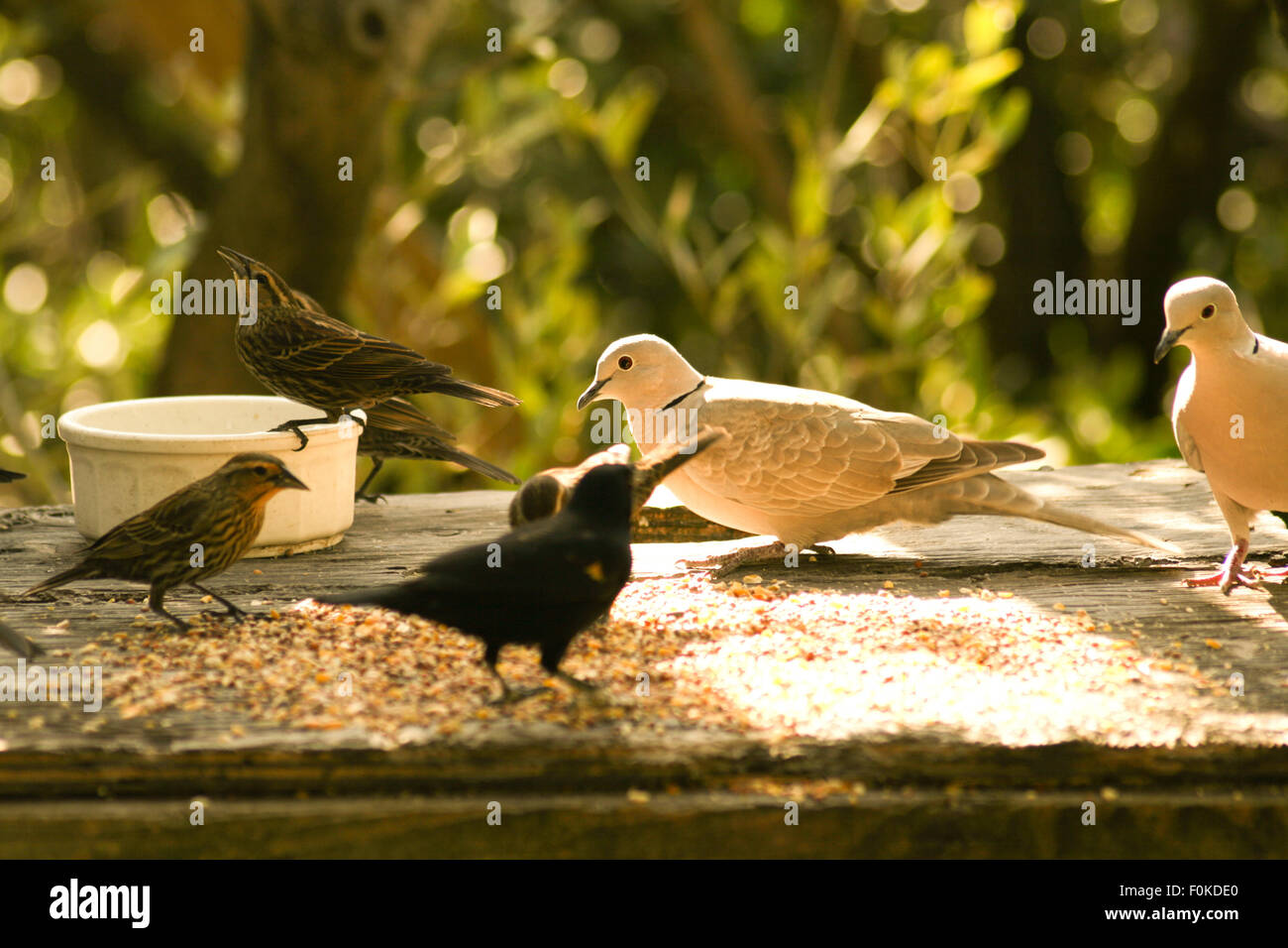 Animals birds florida keys hi-res stock photography and images - Alamy