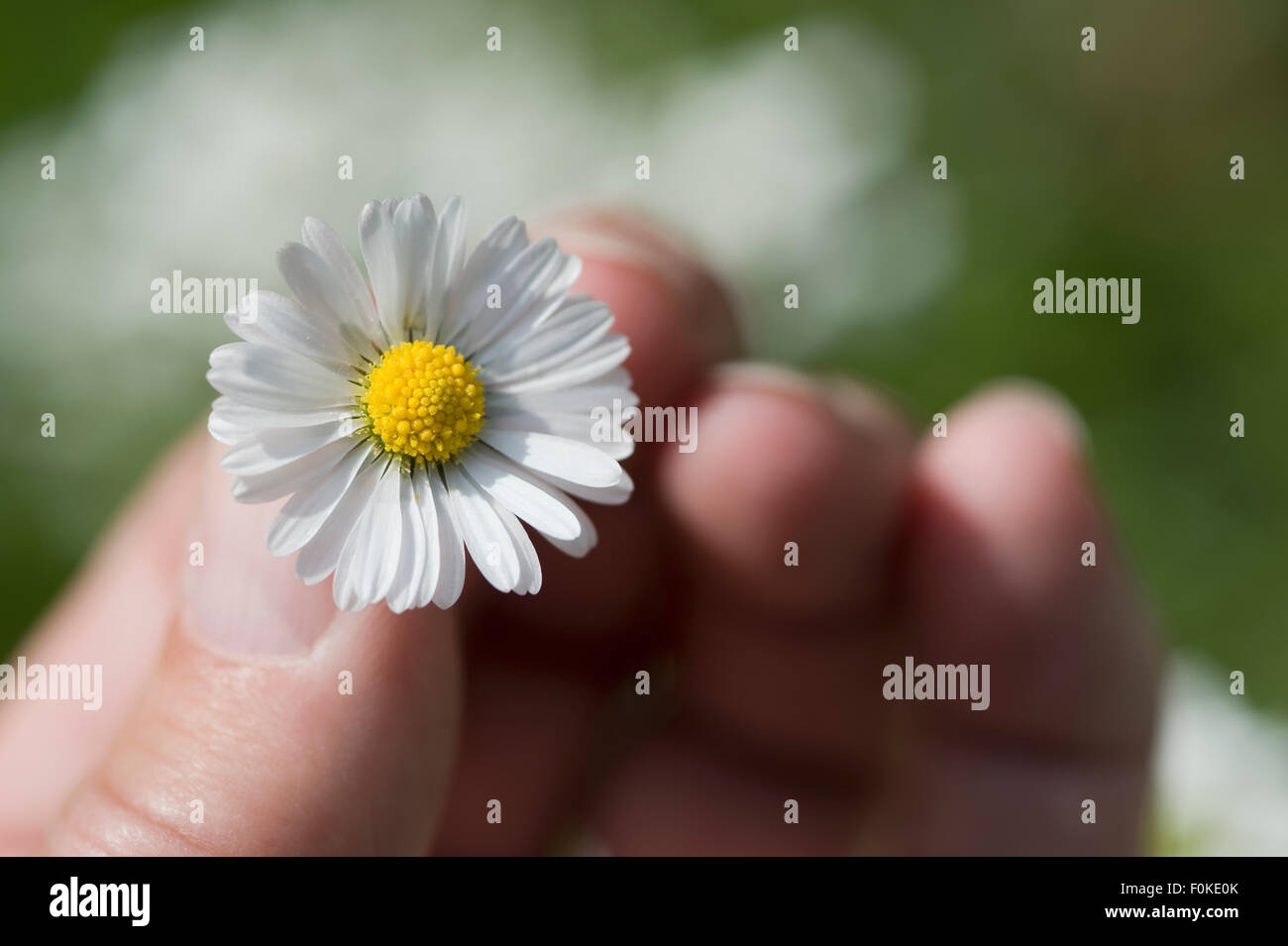 Hand petal daisy hi-res stock photography and images - Alamy