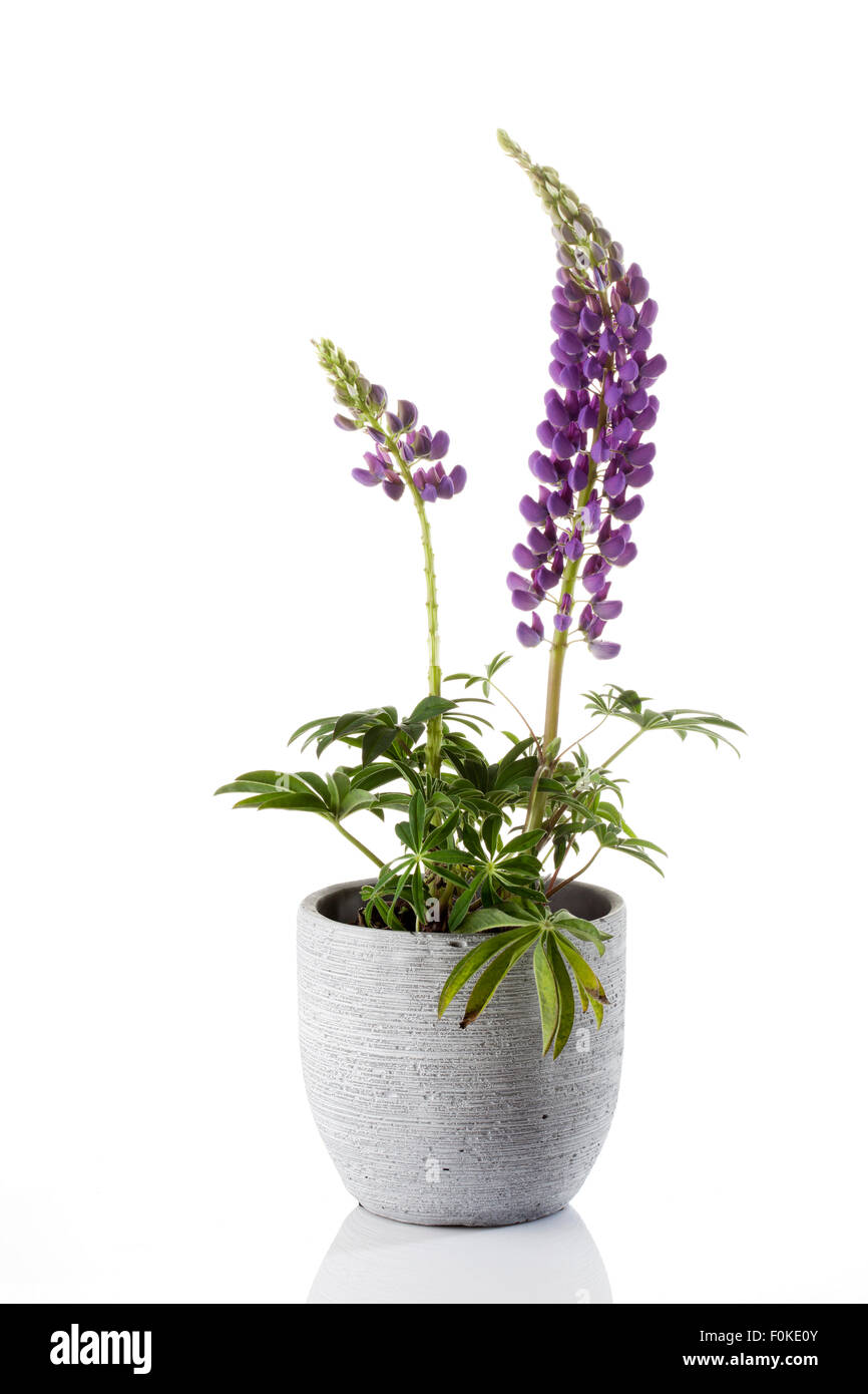 Purple lupine, Lupinus luteus, in flowerpot Stock Photo - Alamy