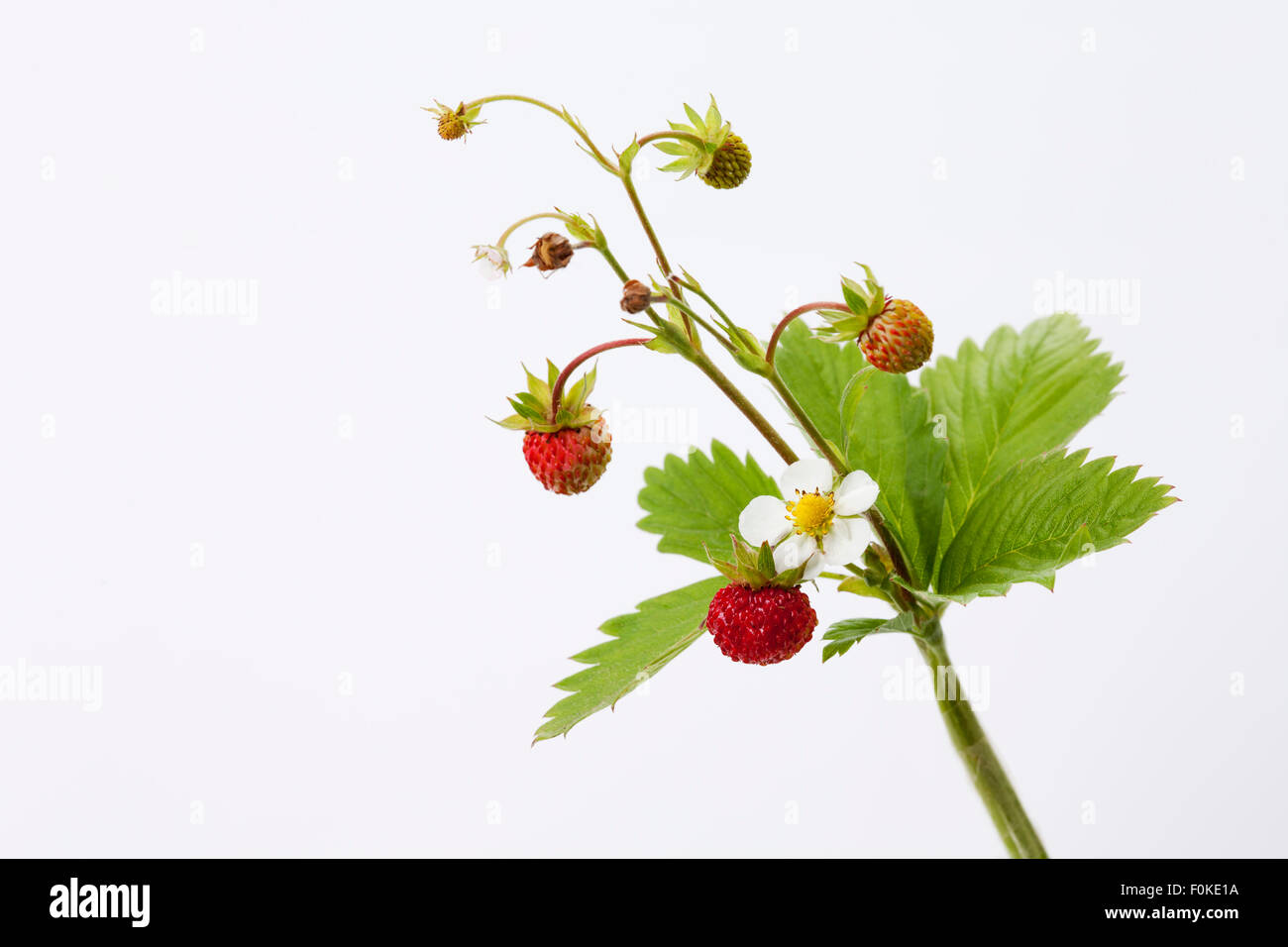 Strawberry plant, Fragaria Stock Photo - Alamy