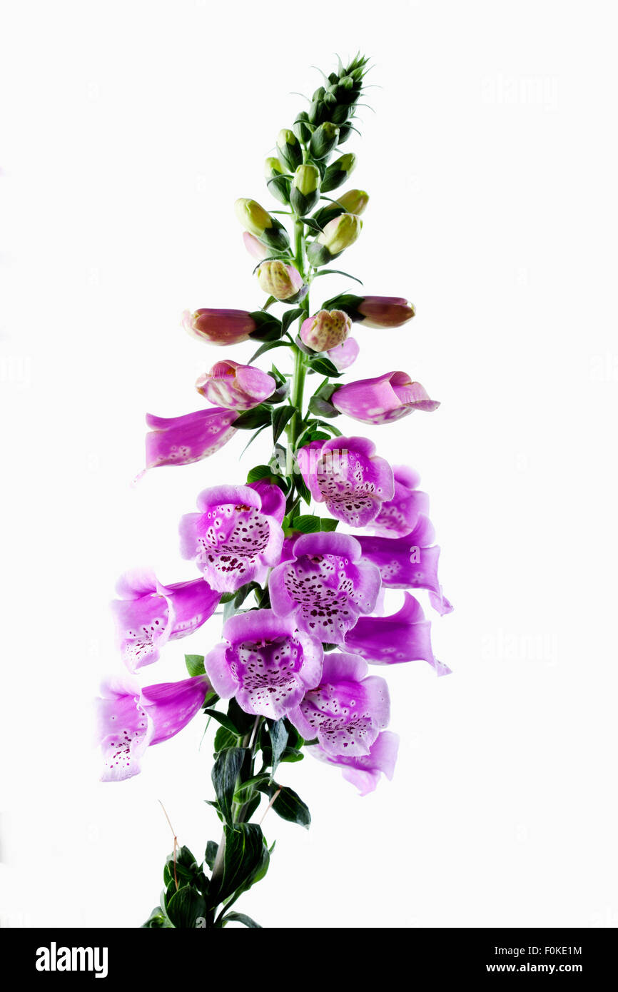 Digitalis Meaning Medical at Nathan Brodzky blog