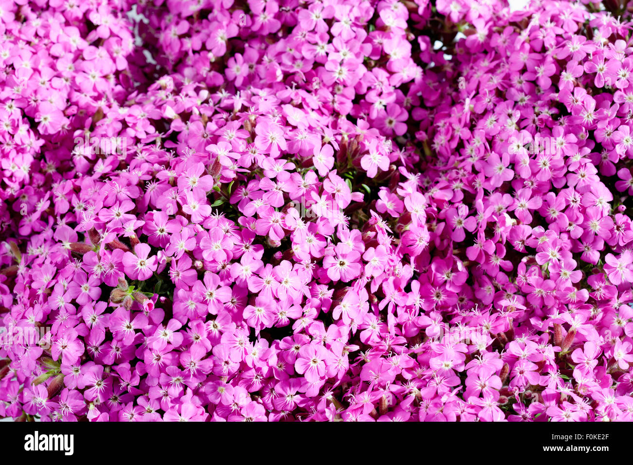 Common soapwort, Saponaria officinalis Stock Photo - Alamy