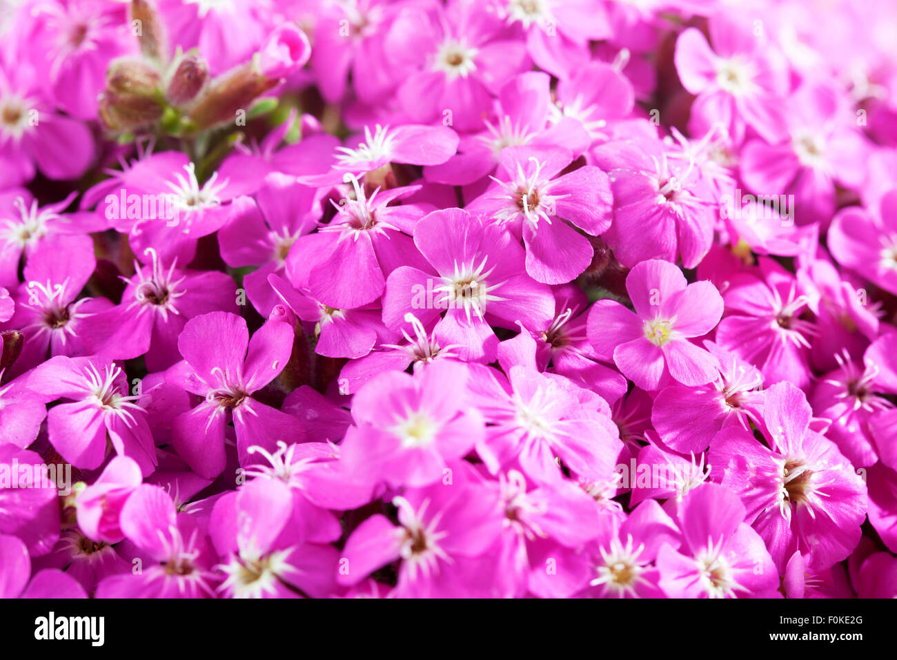 Common soapwort, Saponaria officinalis Stock Photo - Alamy