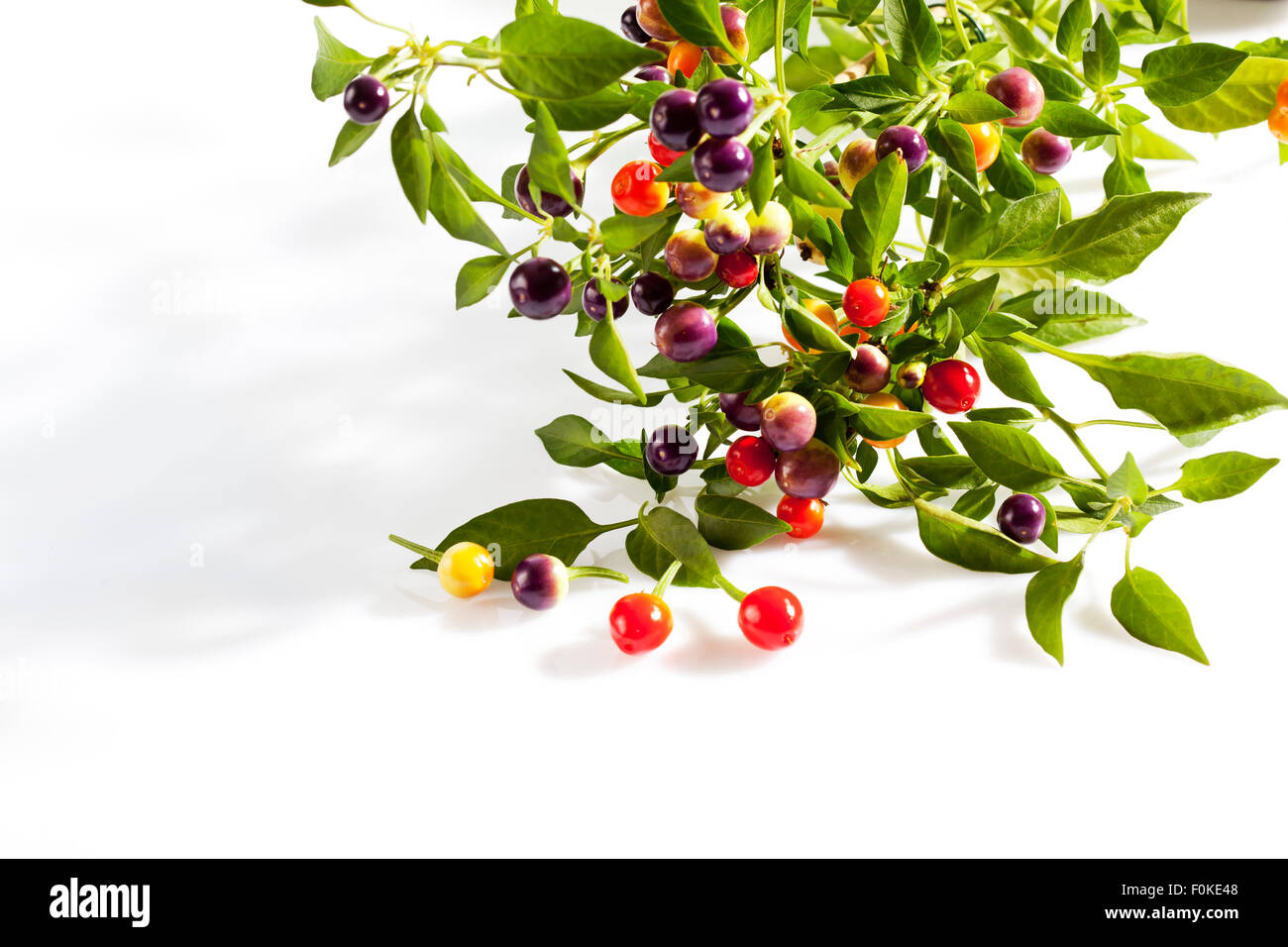 Wild bell pepper with leaves on white ground Stock Photo - Alamy