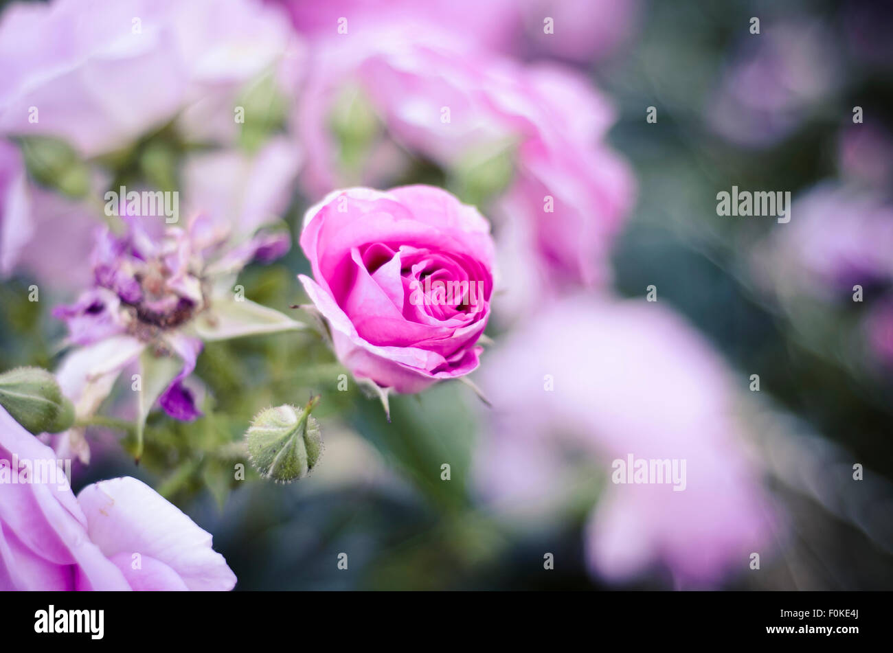 Pink rose blossom Stock Photo - Alamy