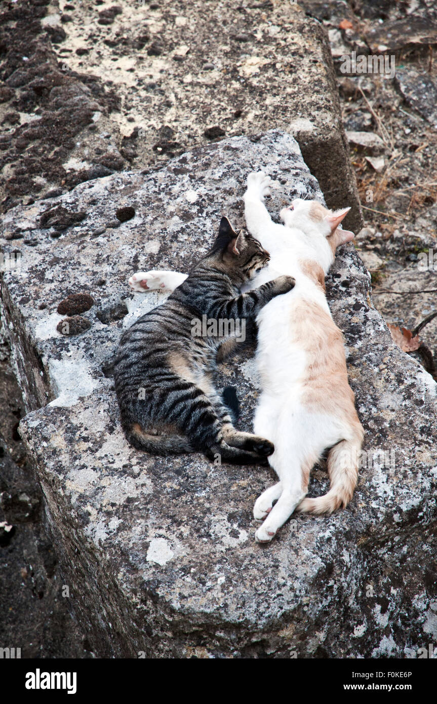 Two house cats (Felis silvestris catus) laying and cuddle on a warm ...