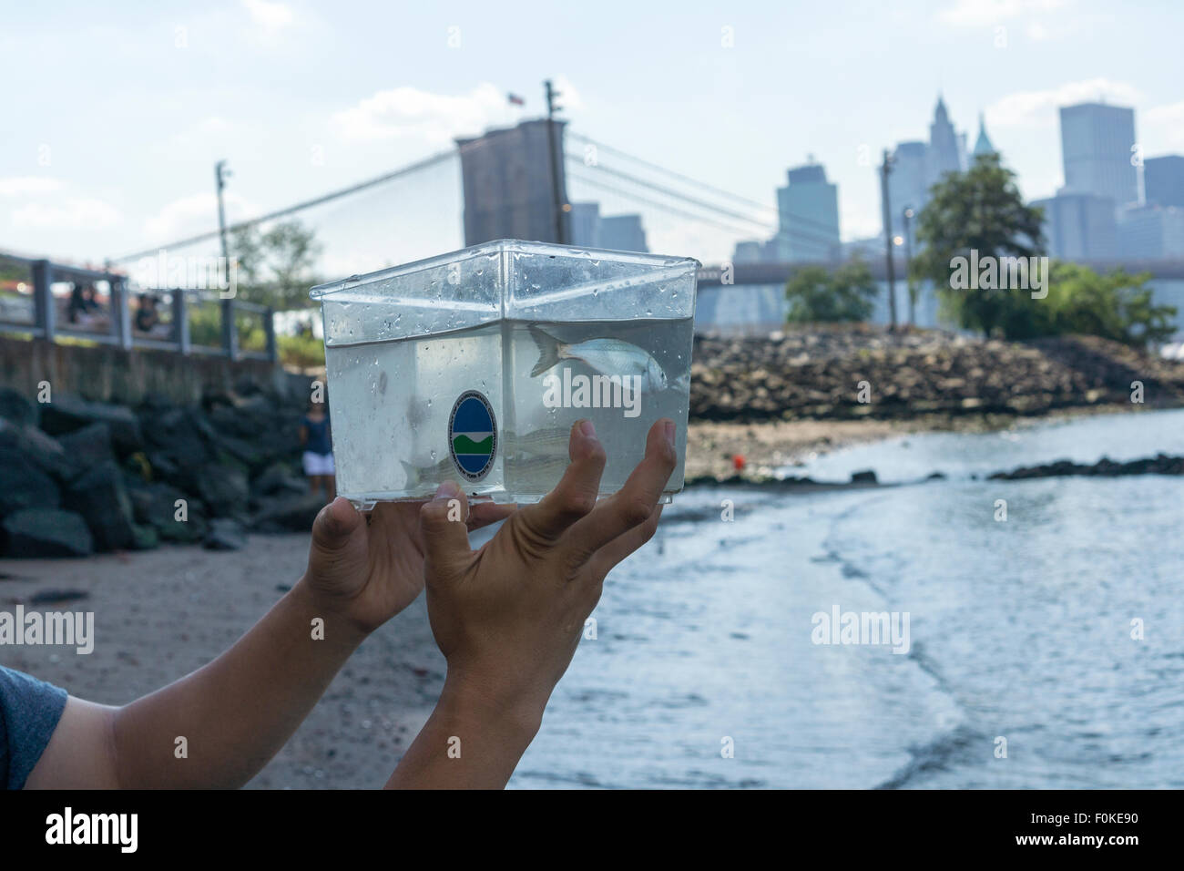 Samples of fish collected at the Brooklyn Bridge Park site during the ...