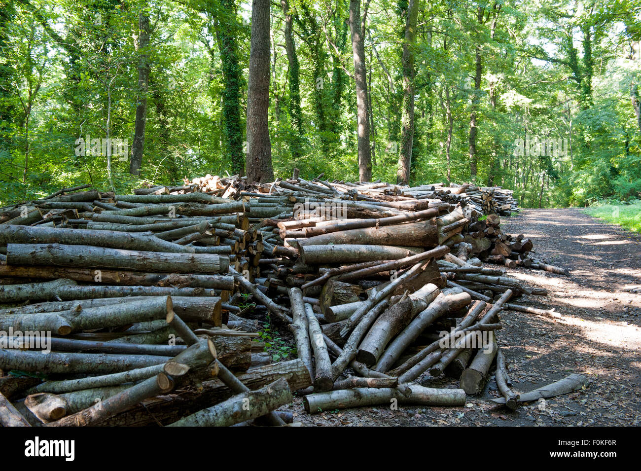 Pile of wood in oak forest with pathway and green tall trees in ...