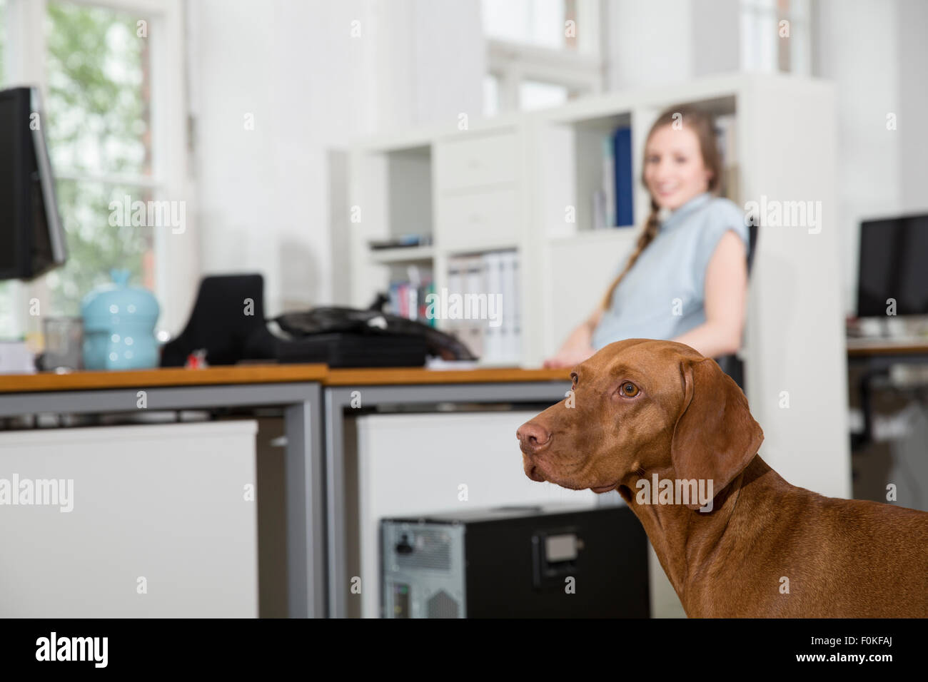Dog office worker hi-res stock photography and images - Alamy