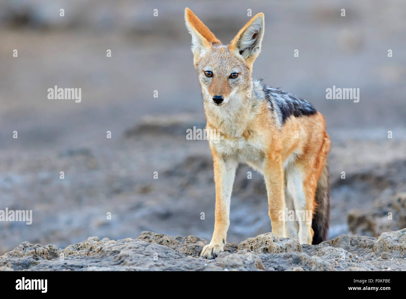 Namibia, Etosha National Park, Black-backed Jackal Stock Photo - Alamy