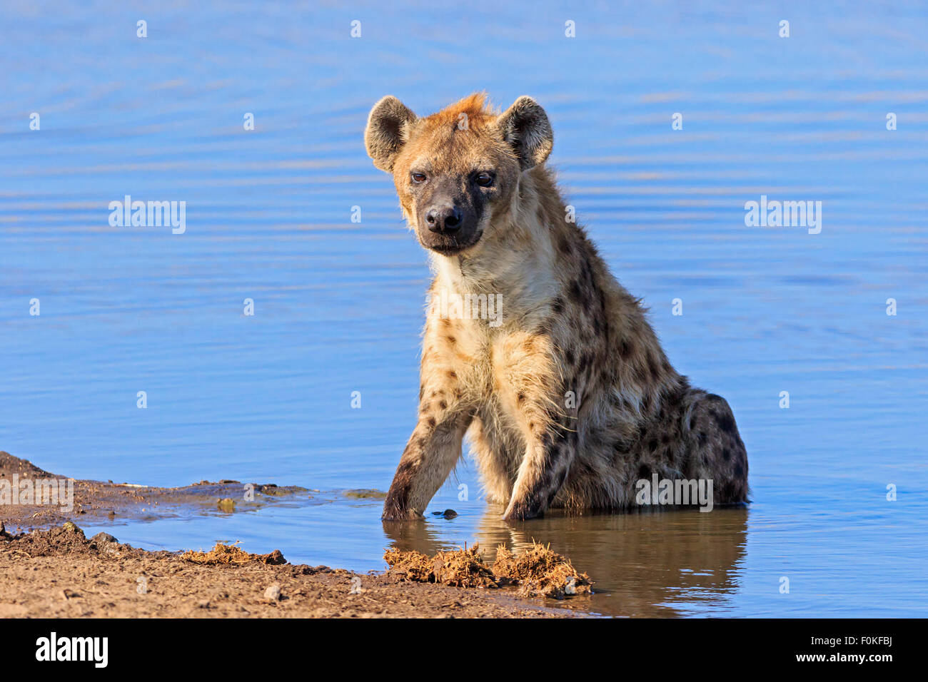 Namibia, Etosha National Park, spotted hyena sitting at Chudop ...