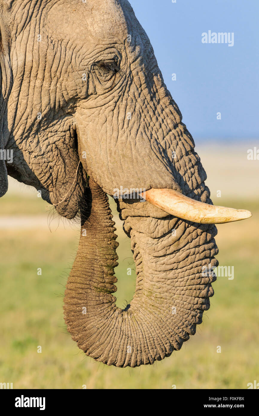 African elephant side profile hi-res stock photography and images - Alamy