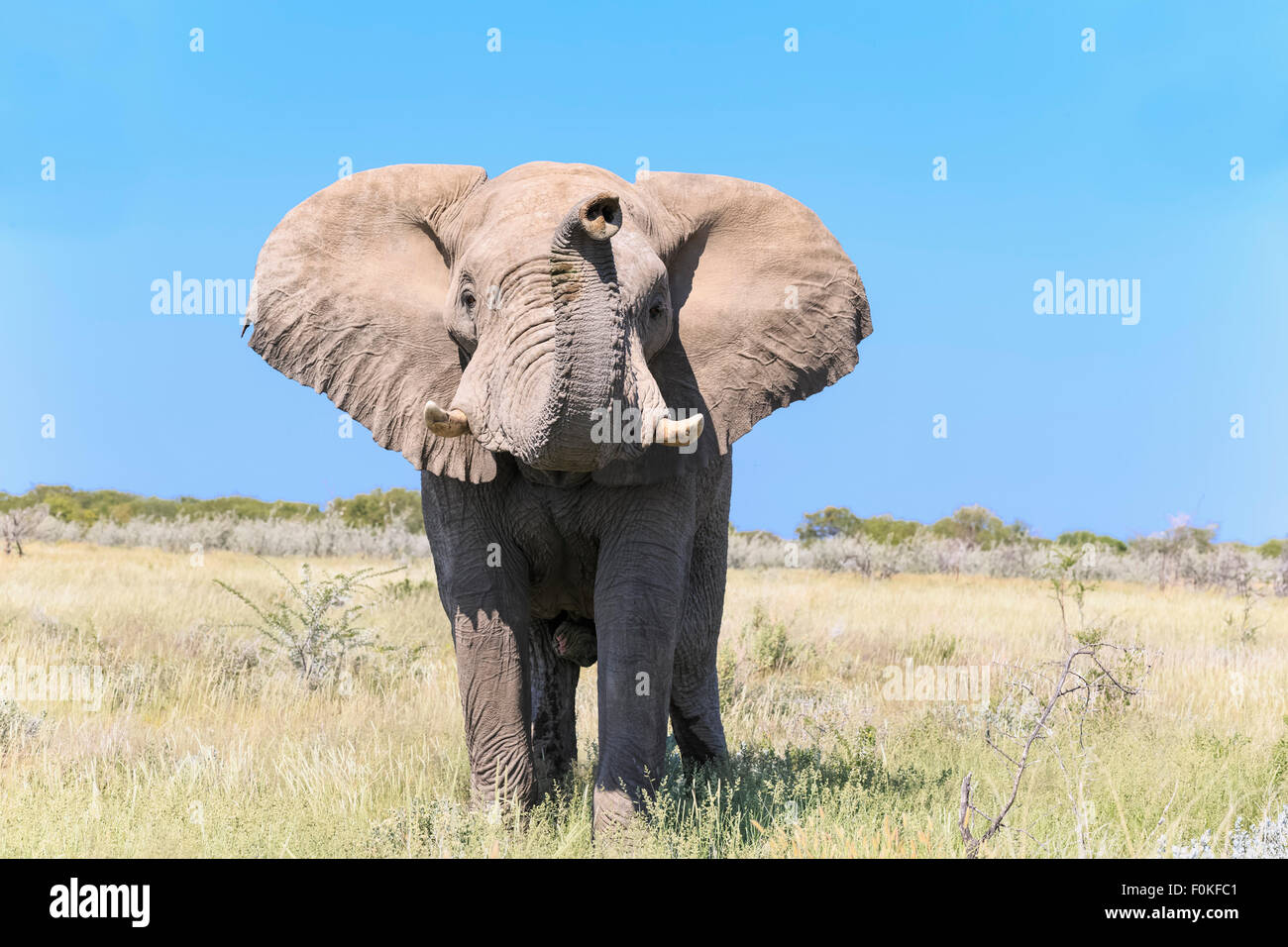 Namibia, Etosha National Park, portrait of African elephant Stock Photo ...