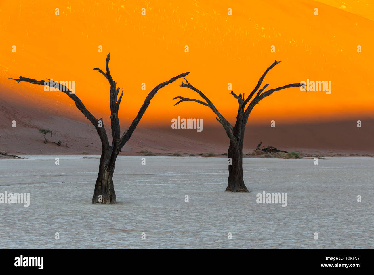 Creeping wattle hi-res stock photography and images - Alamy