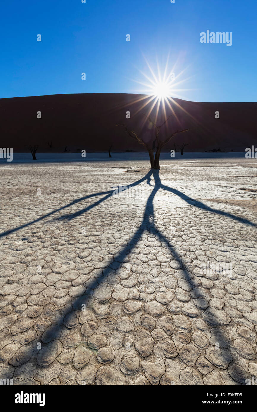 Creeping Wattle High Resolution Stock Photography and Images - Alamy