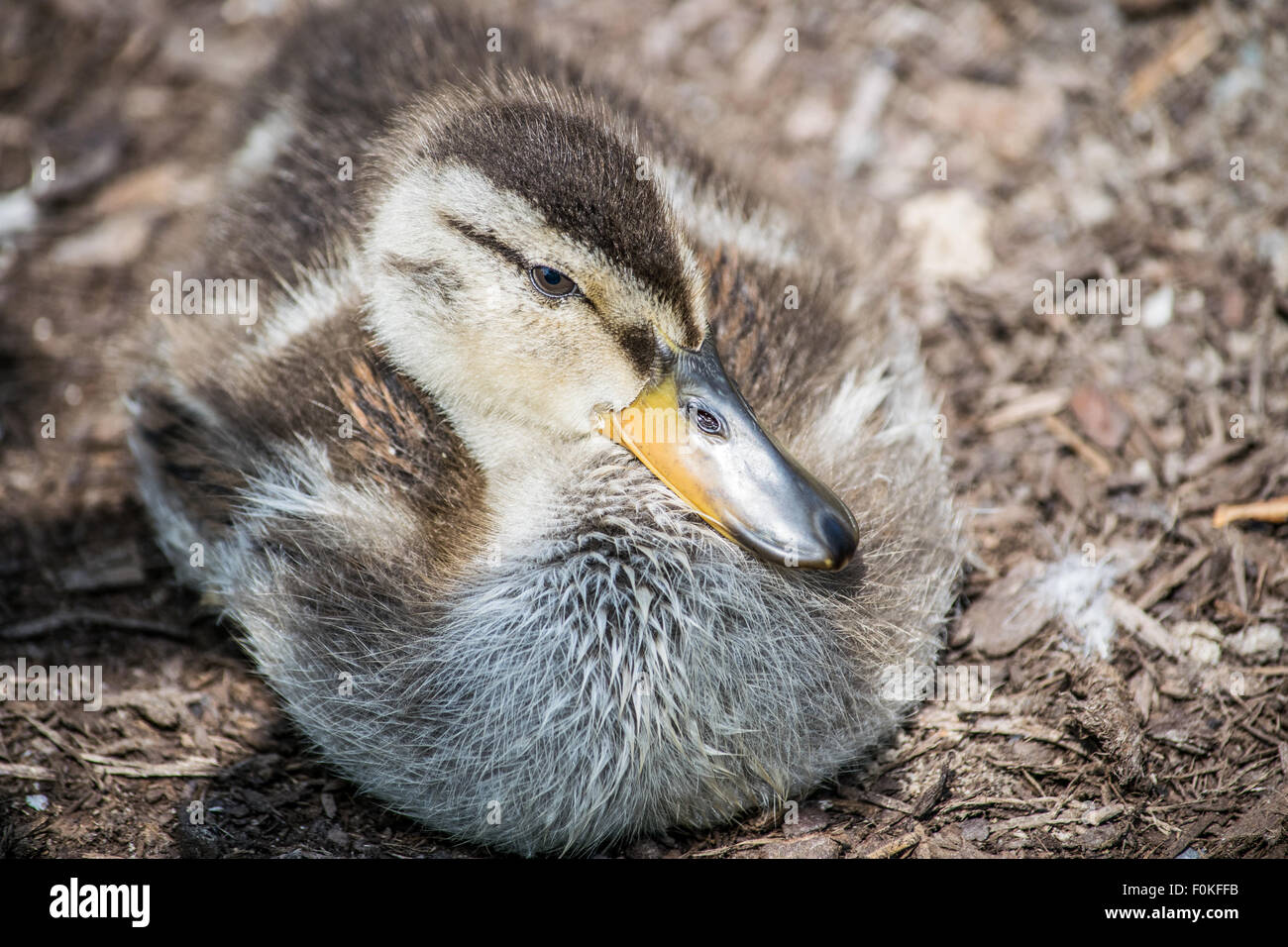 Fuzzy baby duck Stock Photo - Alamy