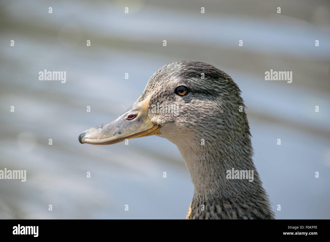Mallard duck portrait head Stock Photo - Alamy