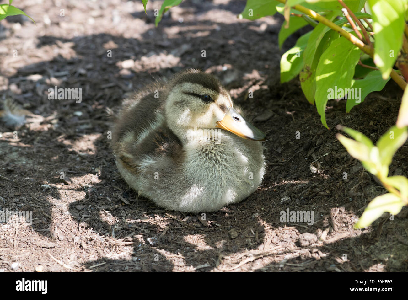 Fuzzy baby duck Stock Photo - Alamy