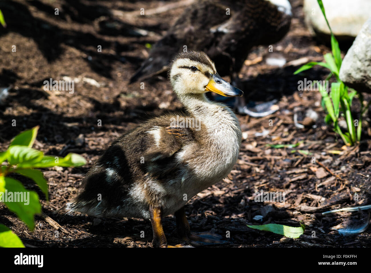Fuzzy baby duck Stock Photo - Alamy