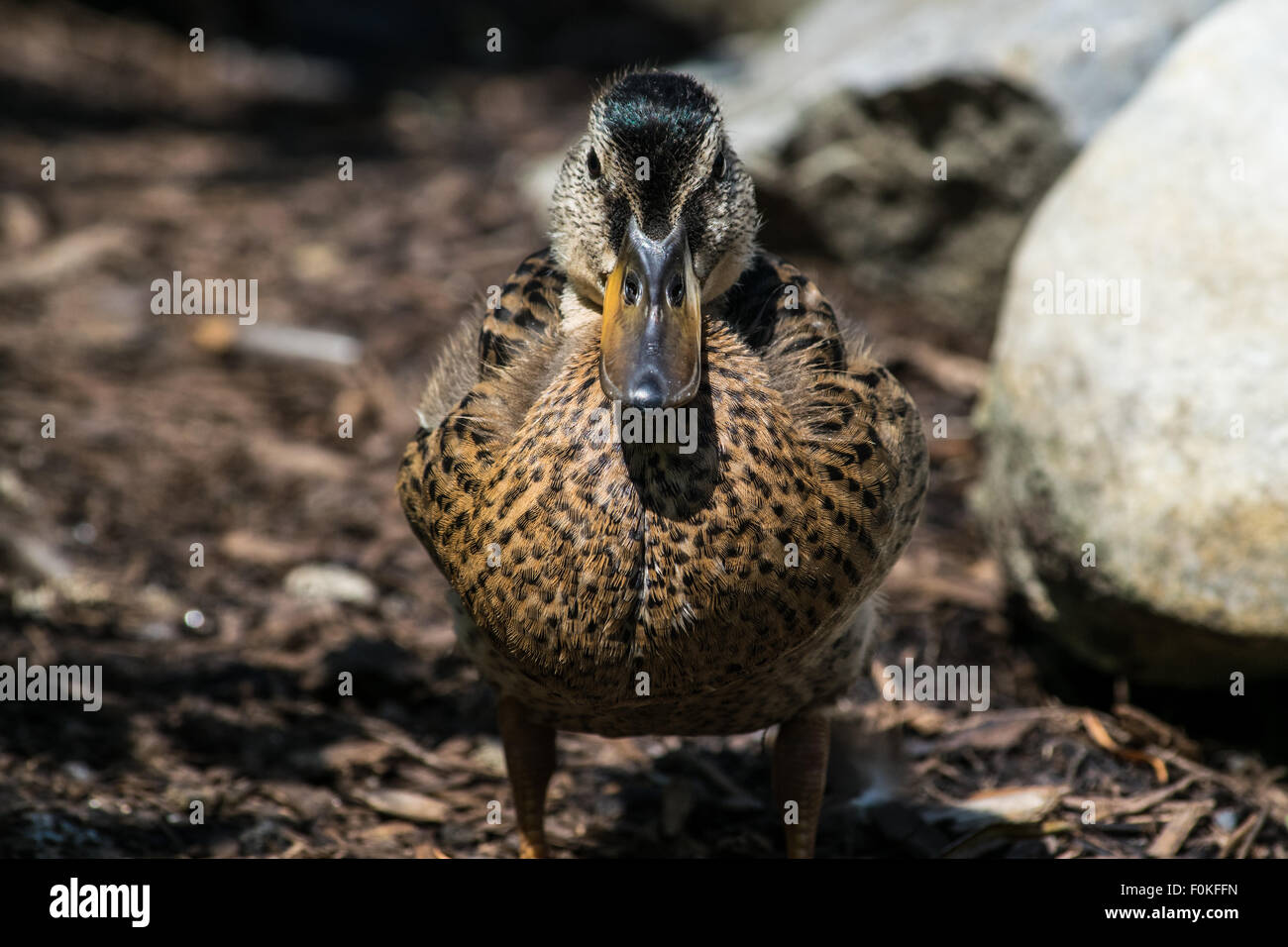Photo of a baby duck hi-res stock photography and images - Alamy