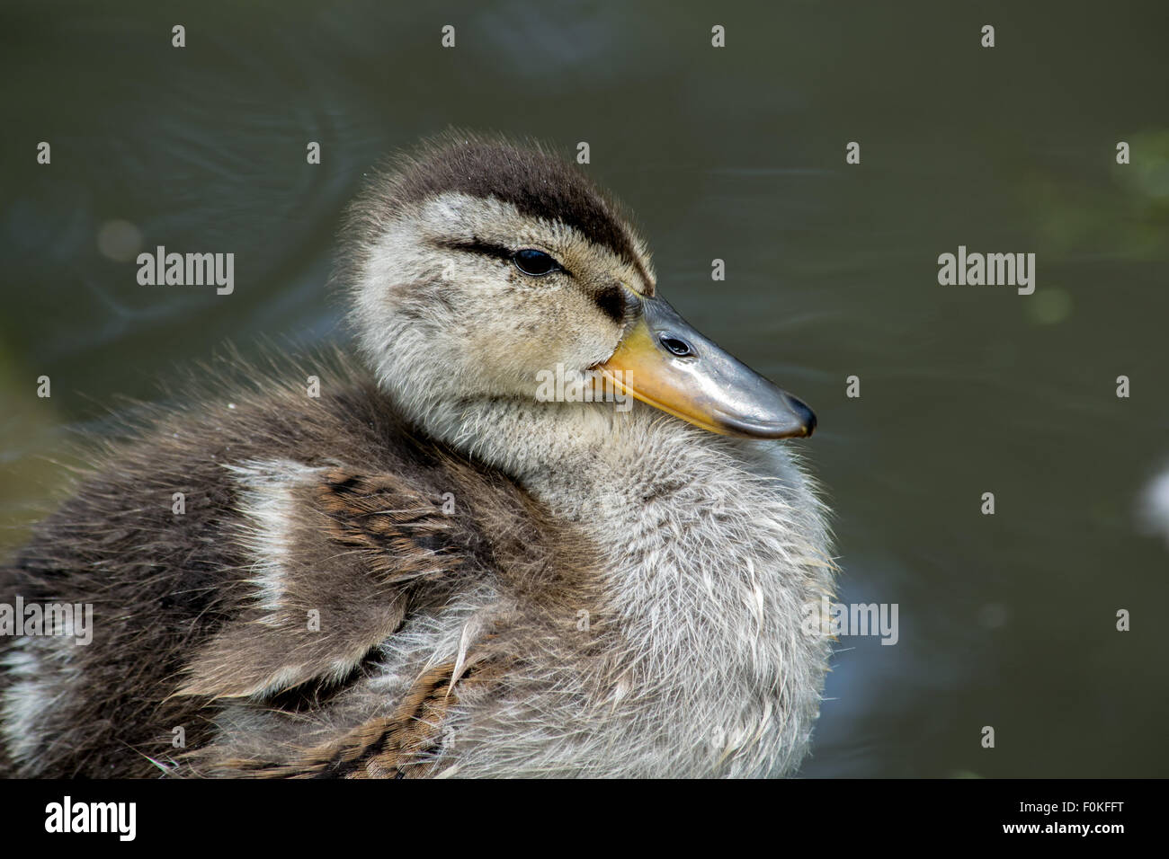 Fuzzy baby duck Stock Photo - Alamy