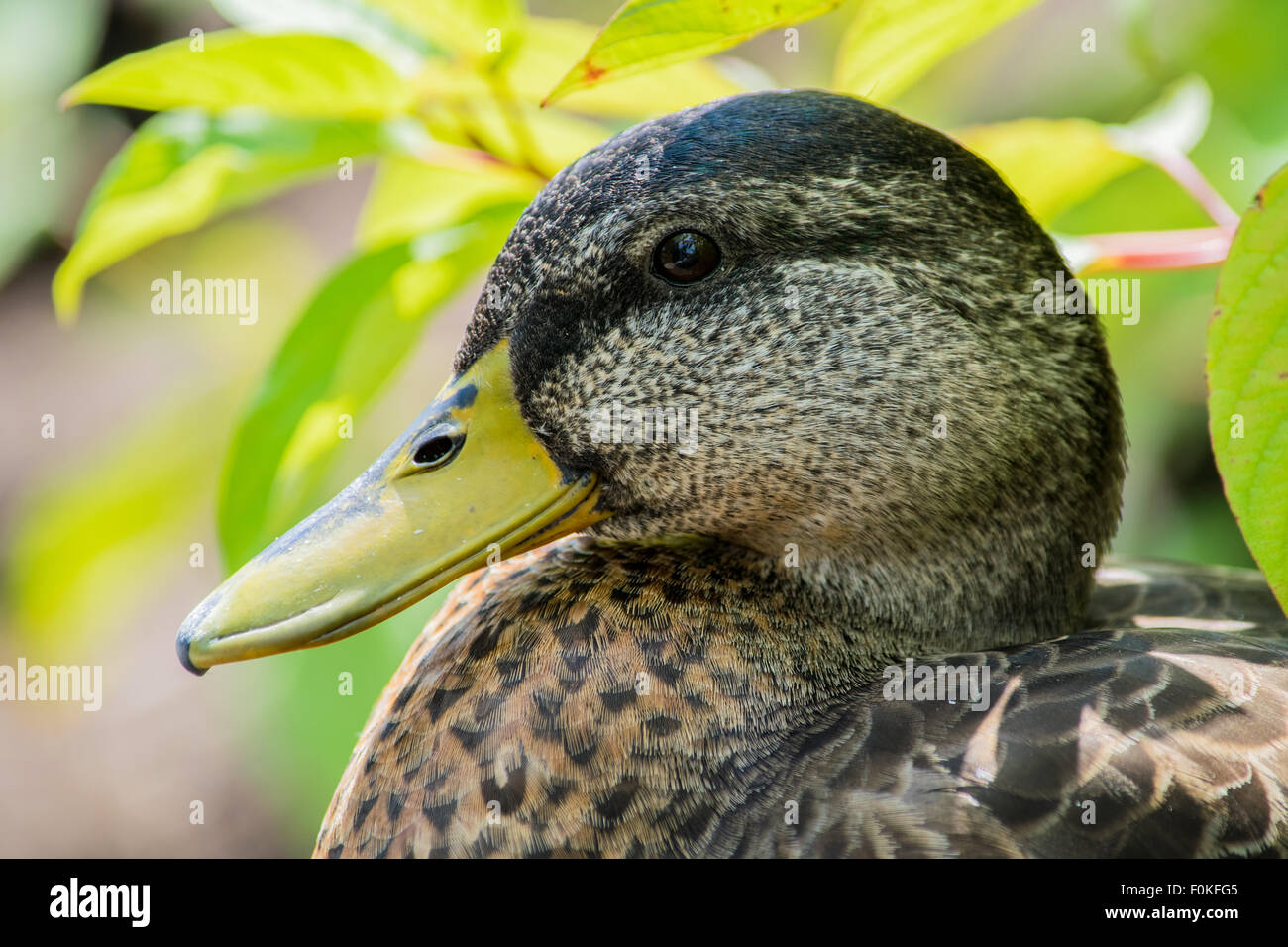 Duck portrait head Stock Photo - Alamy