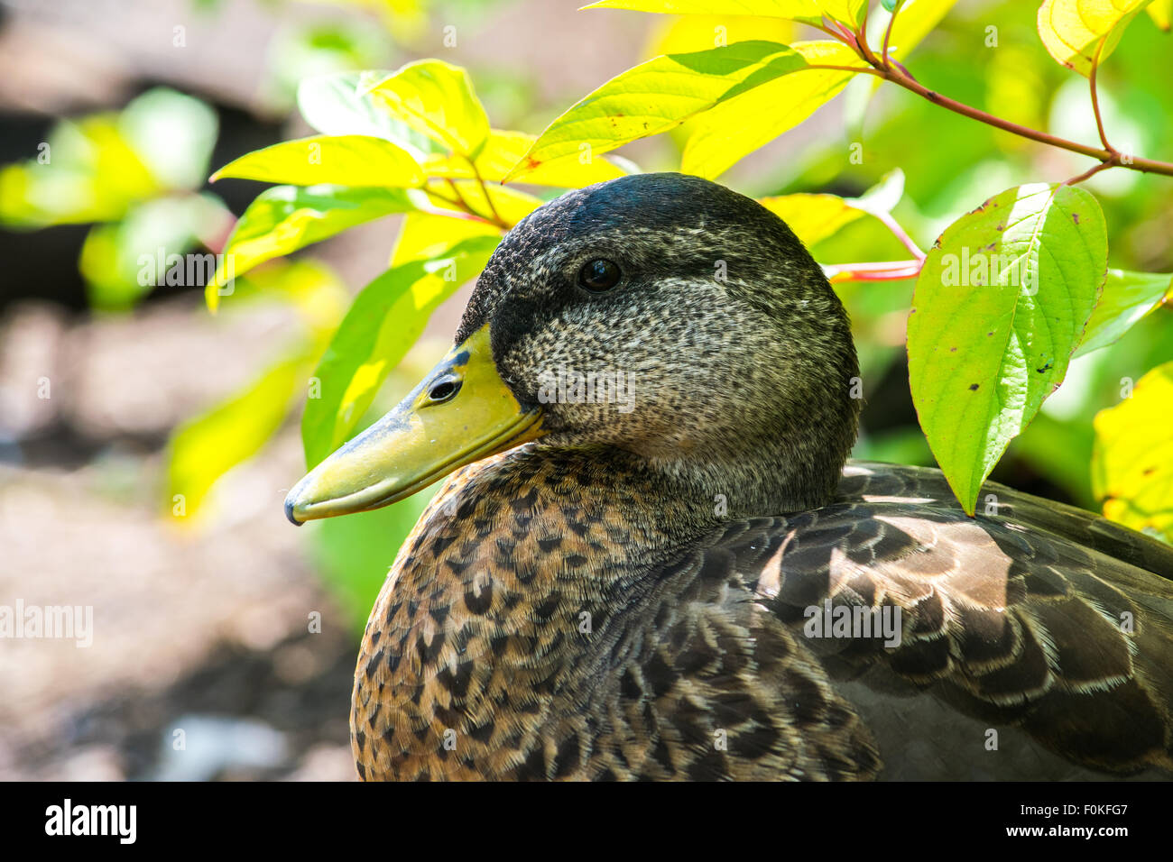 Duck portrait head Stock Photo - Alamy