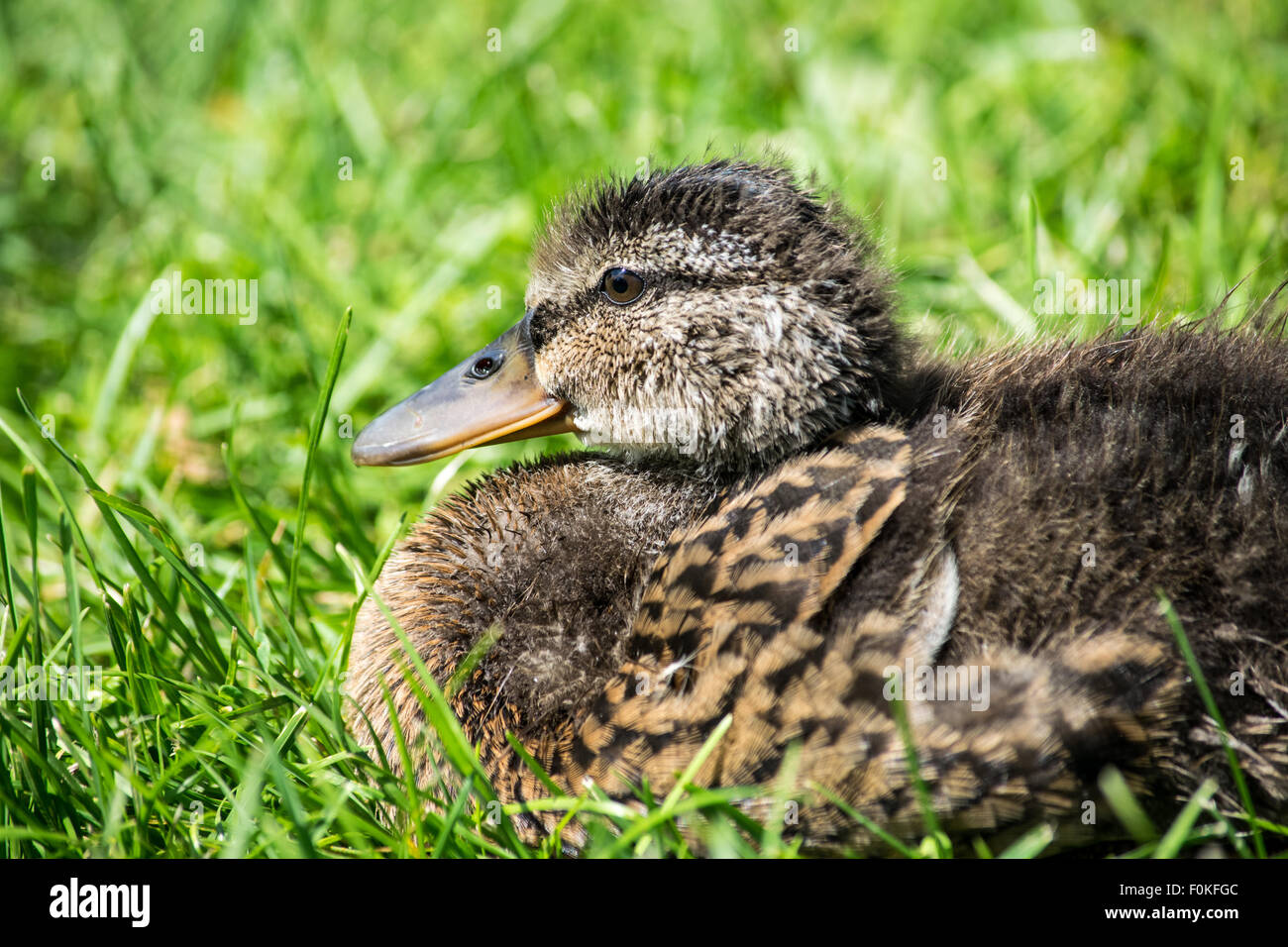 Fuzzy baby duck Stock Photo - Alamy