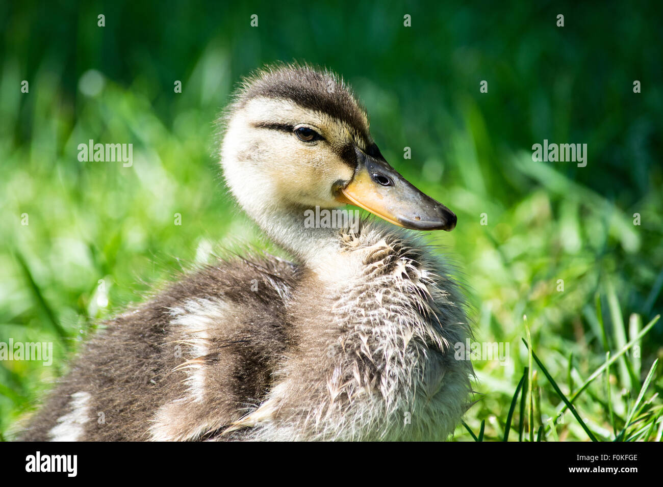 Fuzzy baby duck Stock Photo - Alamy