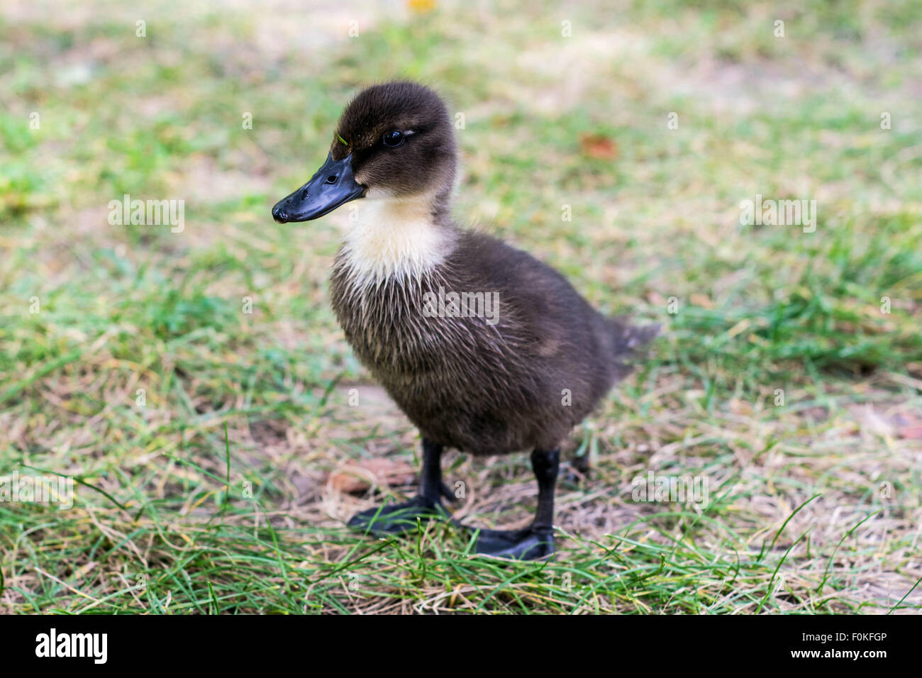 Brown baby duck hi-res stock photography and images - Alamy