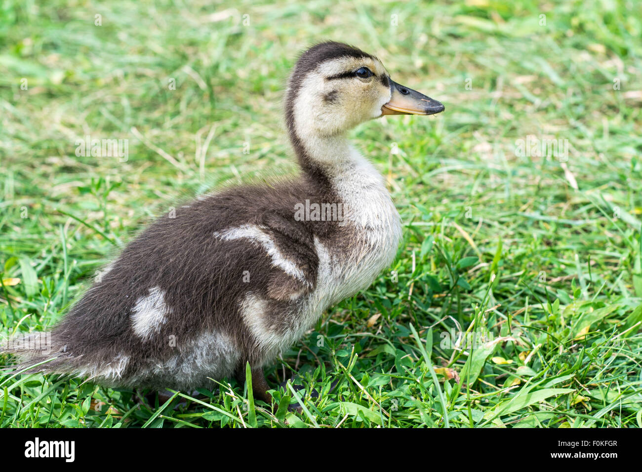 Beautiful little duck hi-res stock photography and images - Alamy